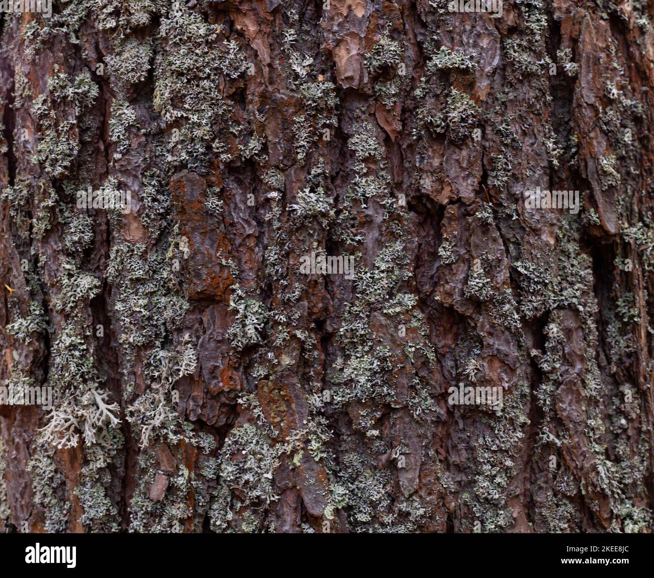 Close-up of tree bark. An old tree. many years ago. carbon sink. close ...