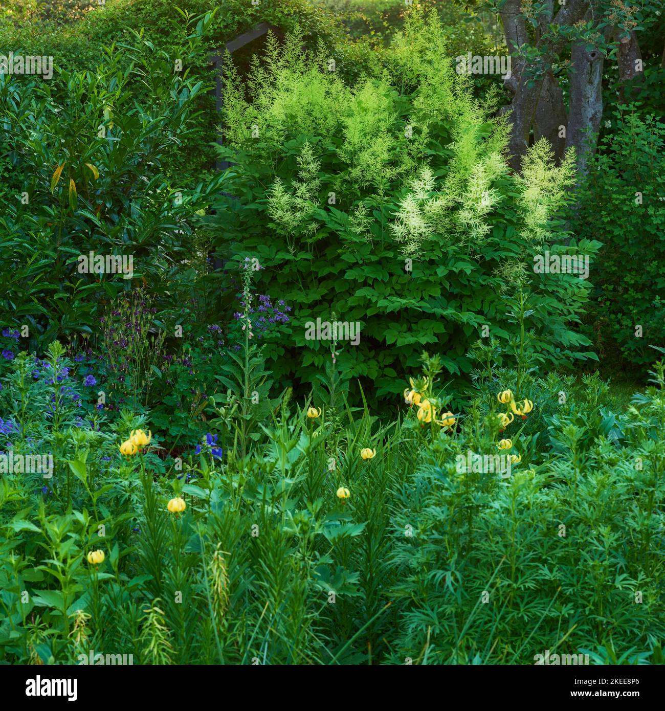 My beautiful garden in the month of June. My green, green garden ...