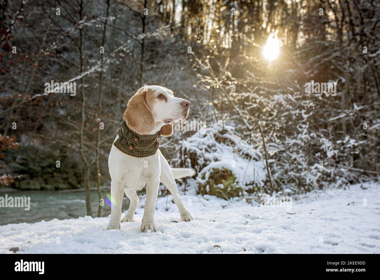 Beagle in the snow Stock Photo - Alamy