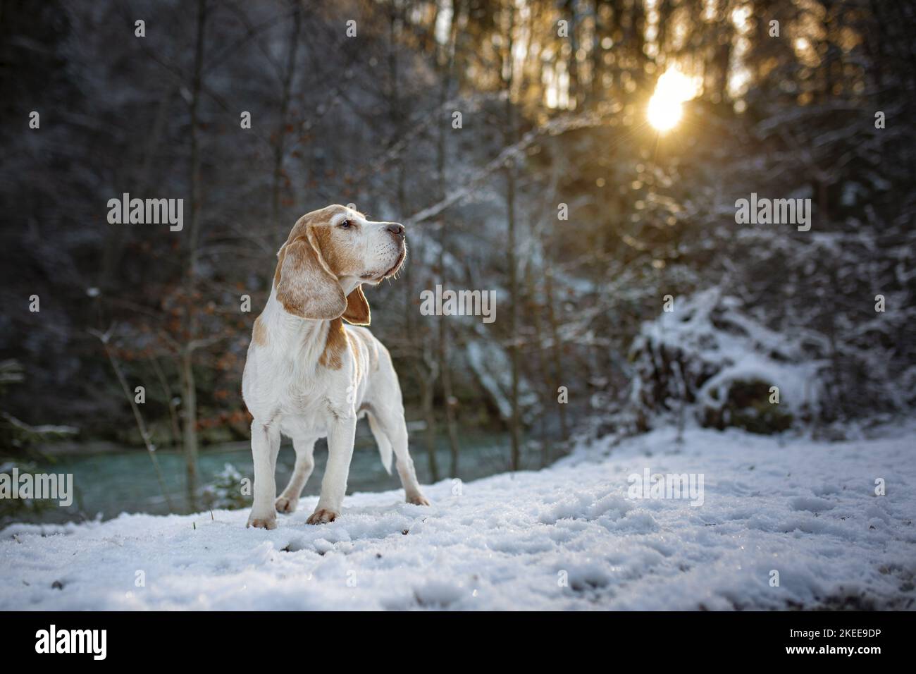 Beagle in the snow Stock Photo - Alamy