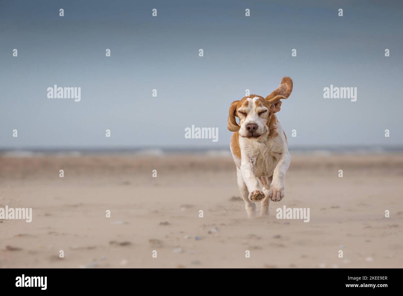 Beagle strand hi-res stock photography and images - Alamy