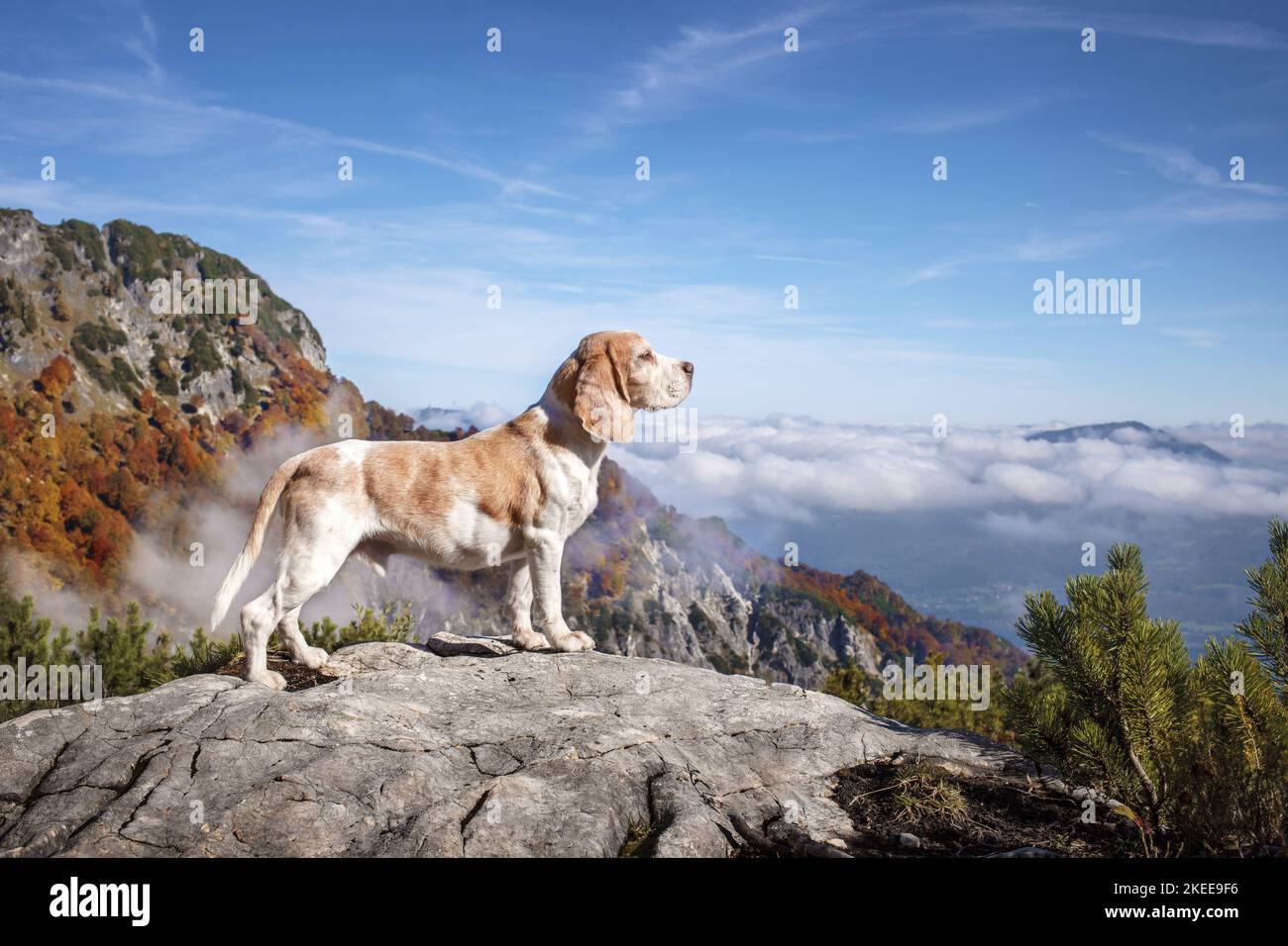 Beagle in the mountains Stock Photo - Alamy
