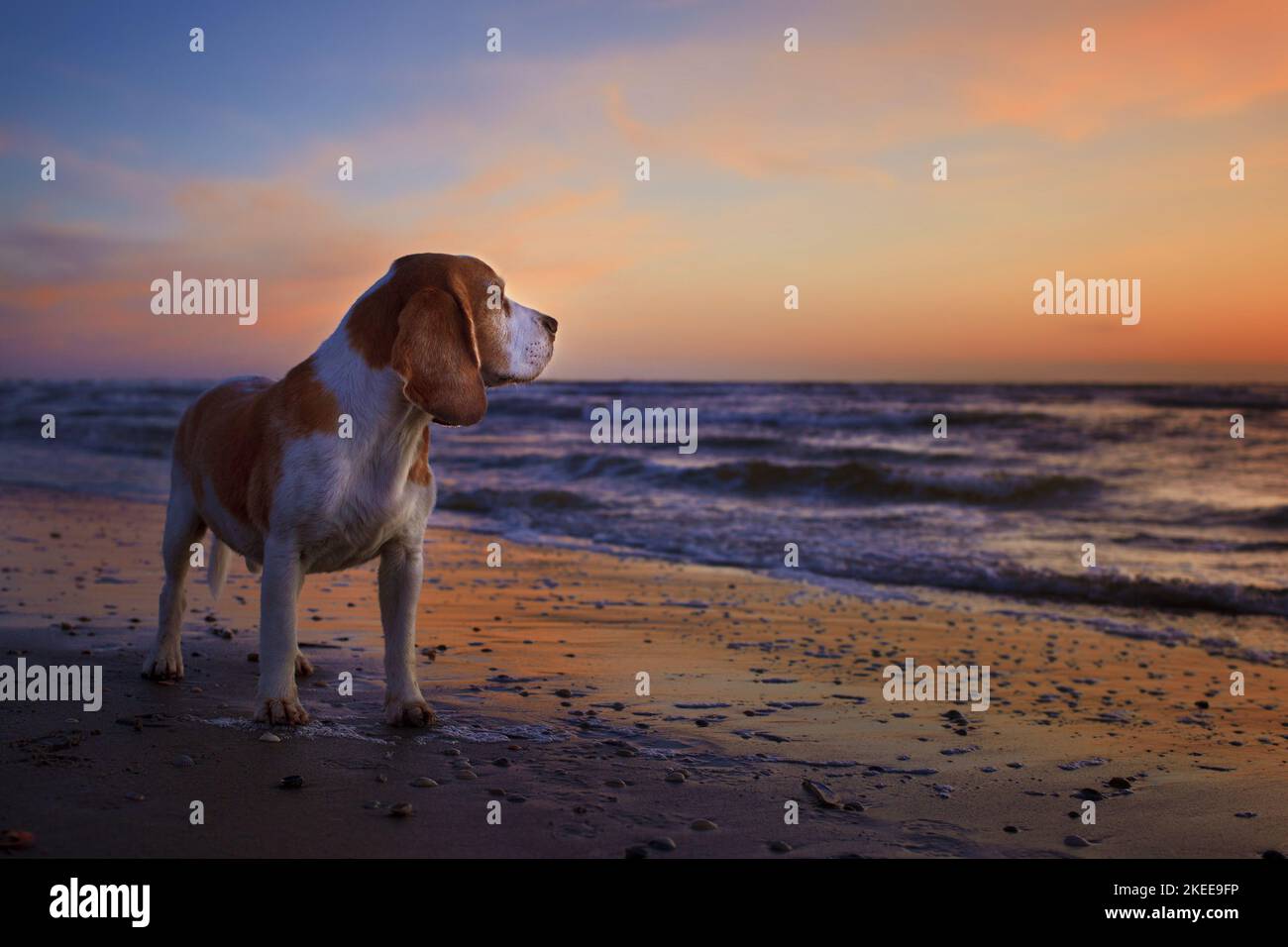 Beagle strand hi-res stock photography and images - Alamy