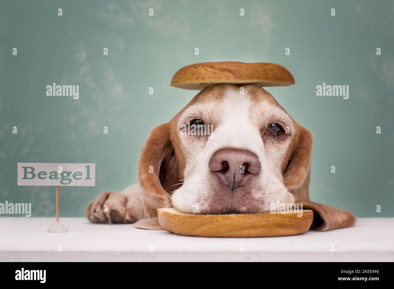 Beagle with food Stock Photo - Alamy