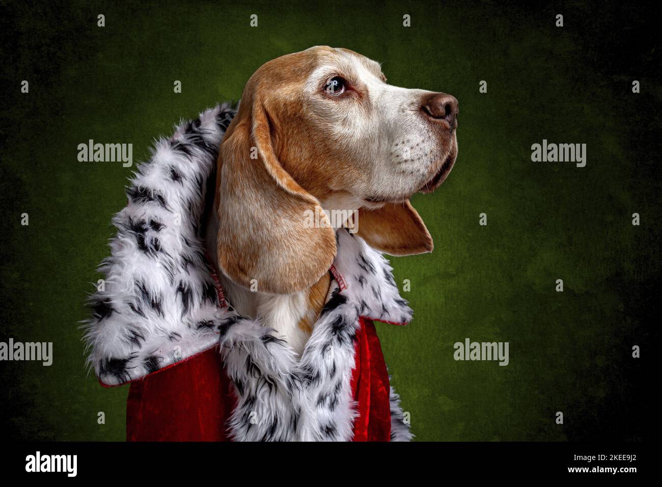 Beagle in costume Stock Photo - Alamy