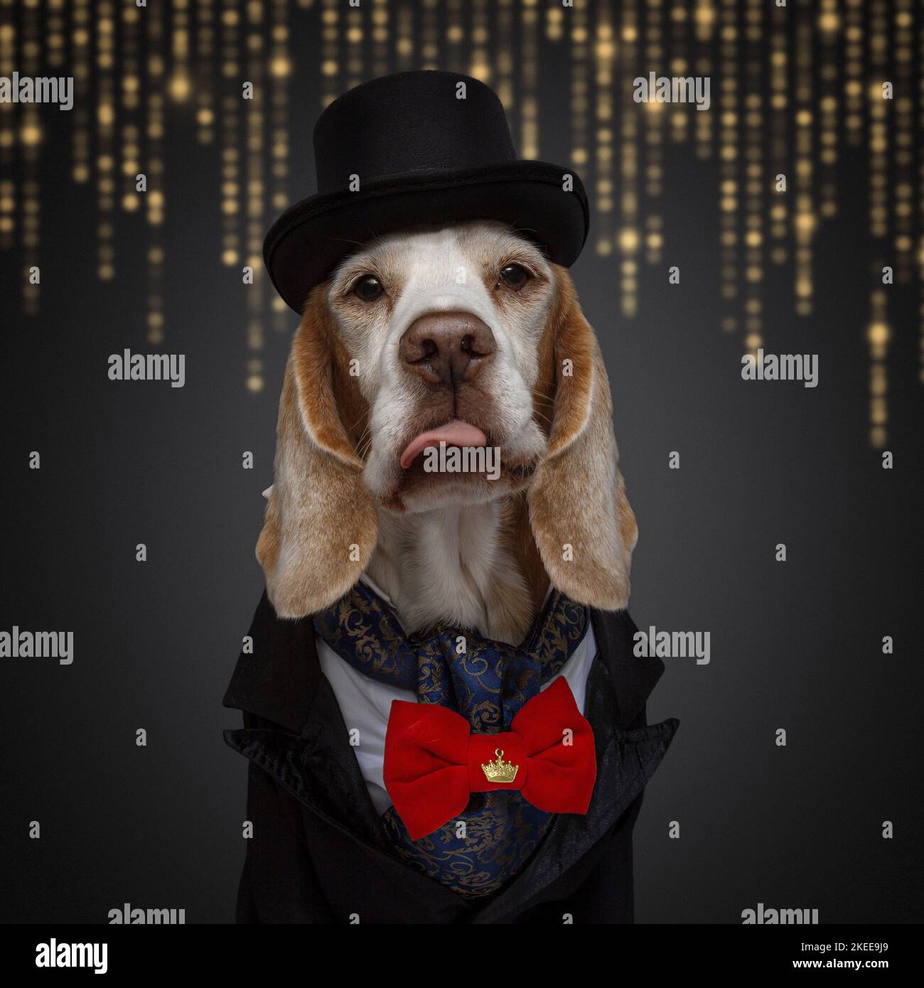 Beagle in costume Stock Photo - Alamy