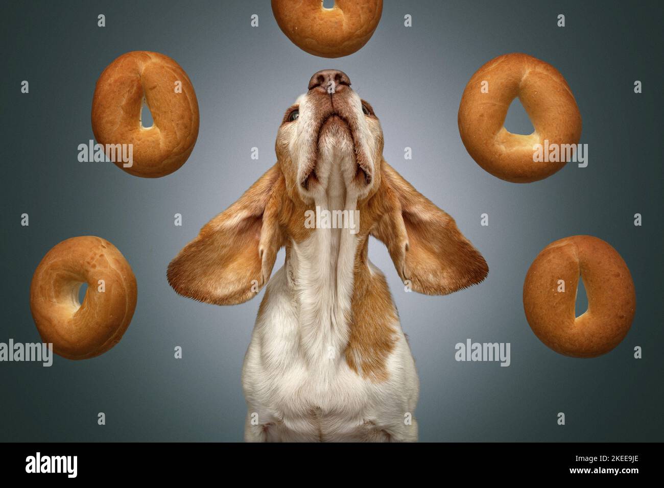Beagle with food Stock Photo - Alamy