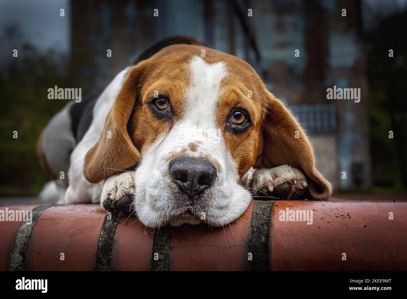 Beagle lying down floor hi-res stock photography and images - Alamy