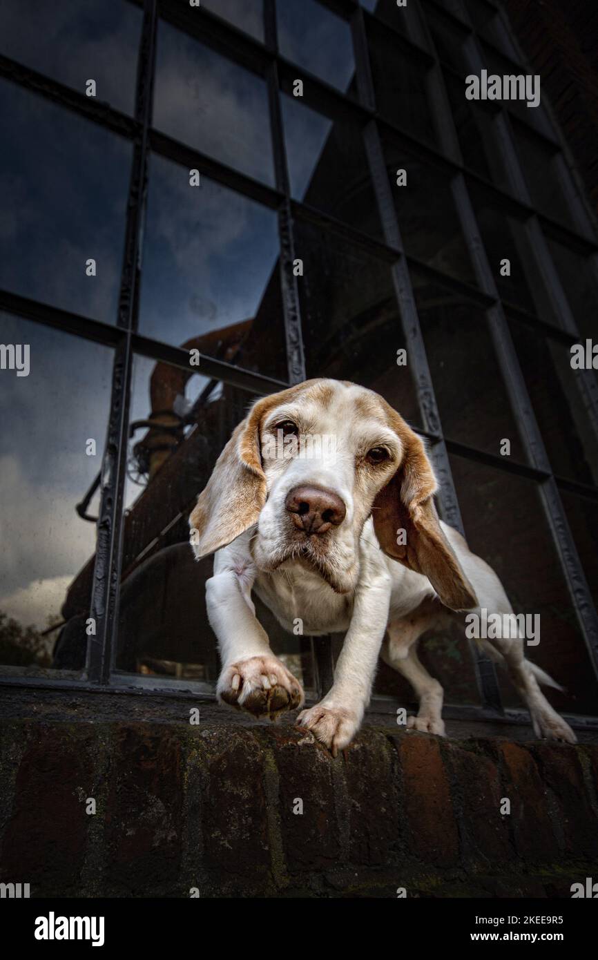 Beagle in the city Stock Photo - Alamy