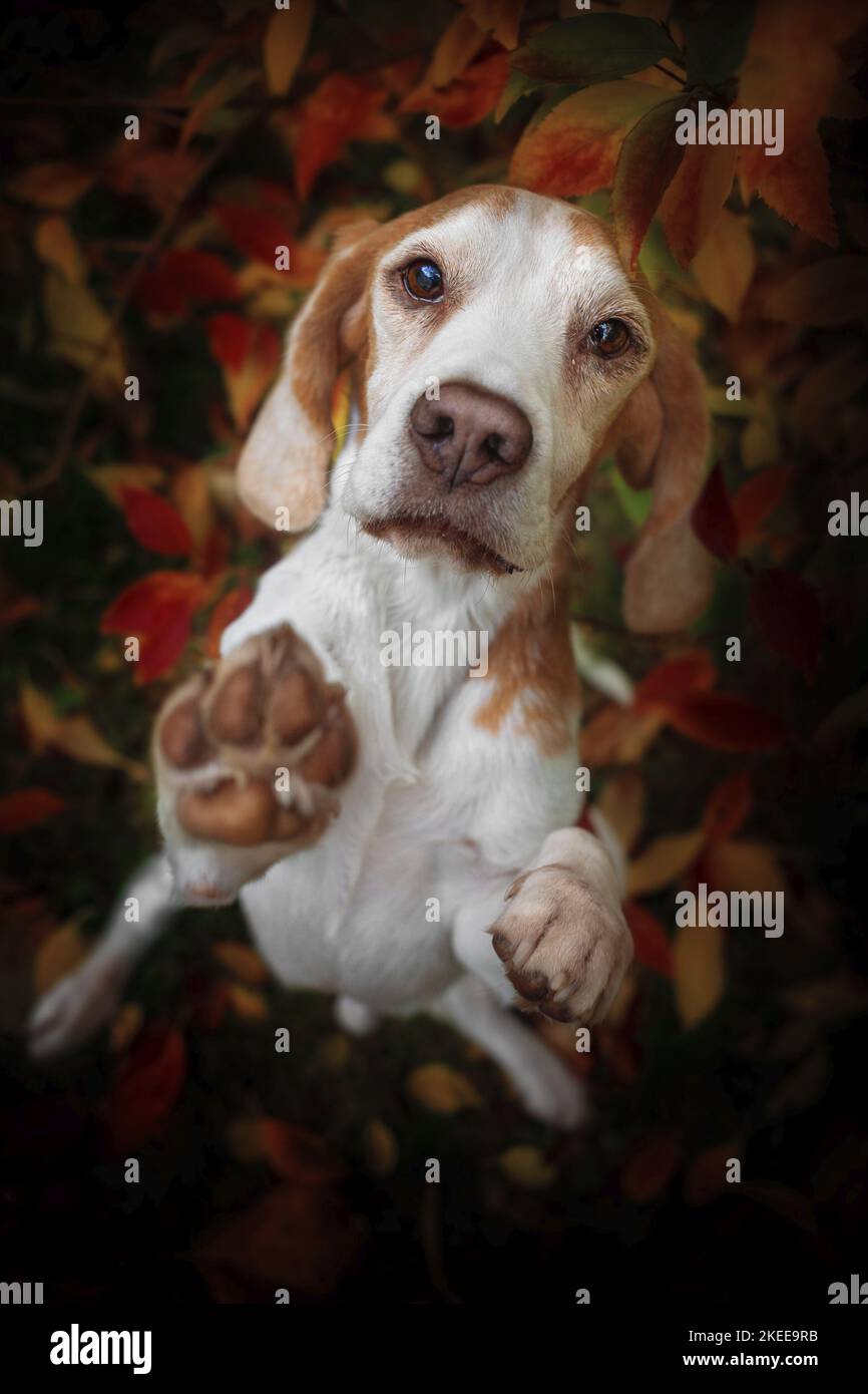 Beagle in autumn leaves Stock Photo - Alamy