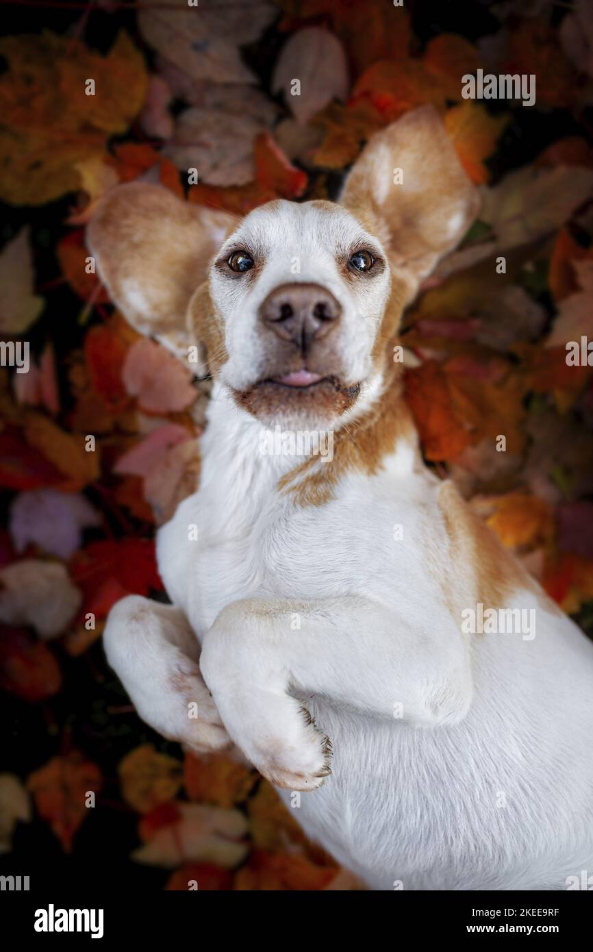 Beagle in autumn leaves Stock Photo - Alamy