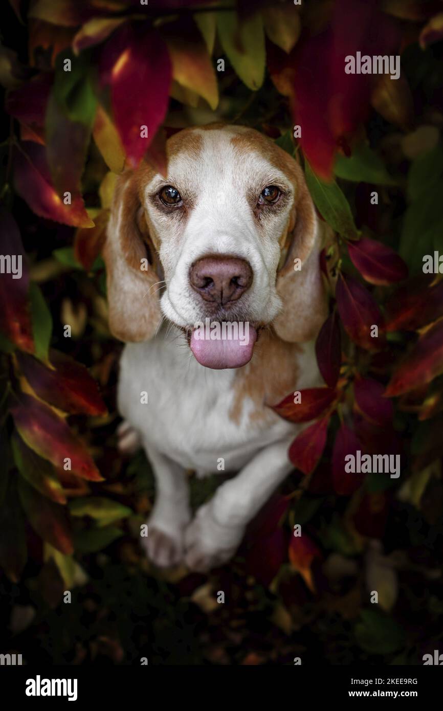 Beagle in autumn leaves Stock Photo - Alamy
