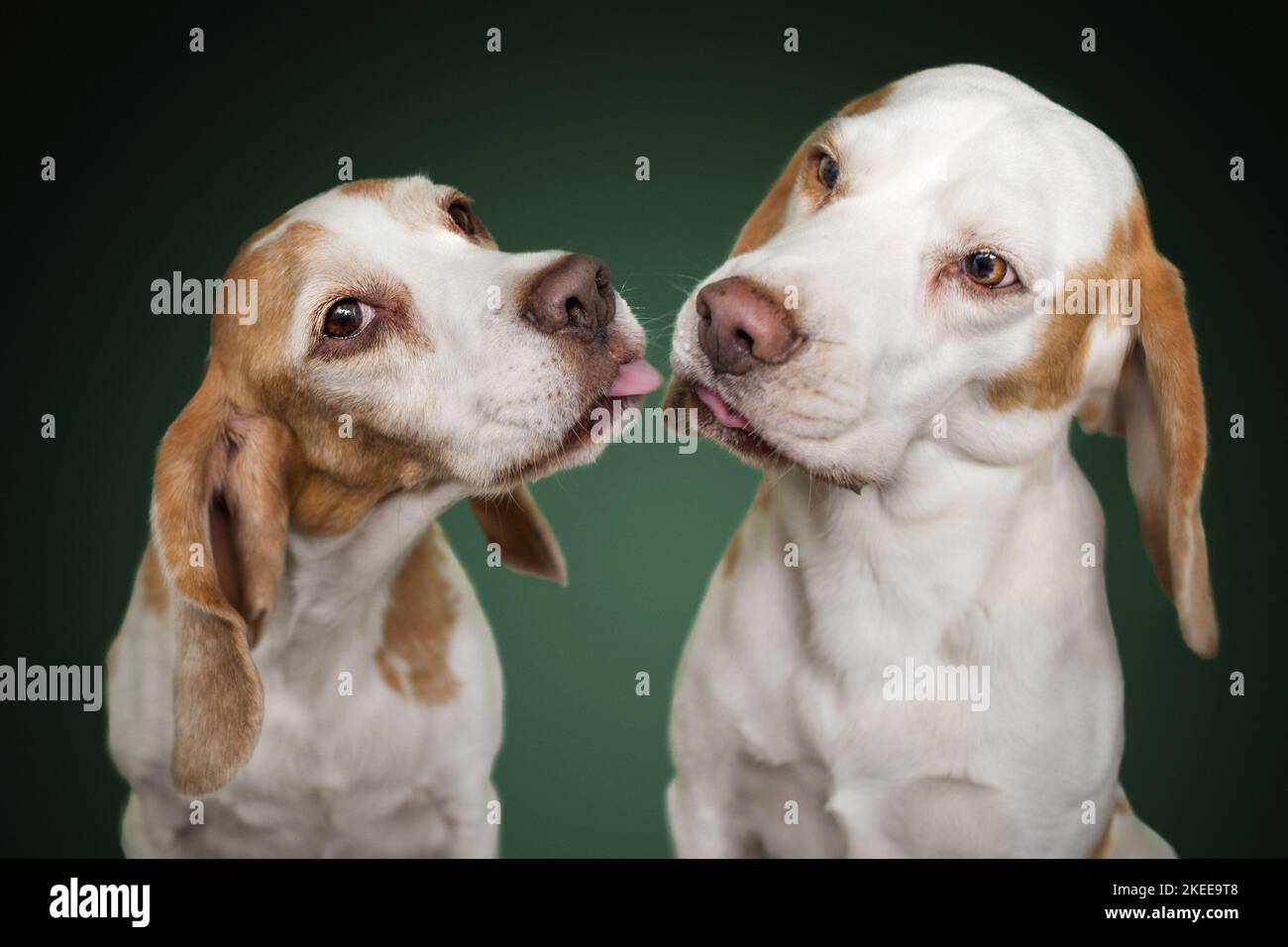 2 dogs one stick hi-res stock photography and images - Alamy
