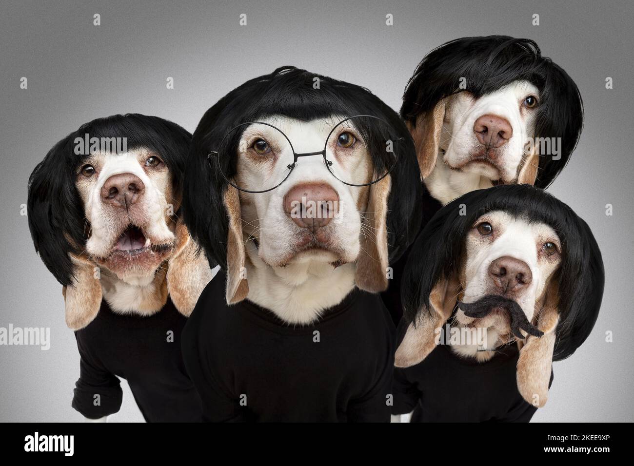 Beagle in costume Stock Photo - Alamy