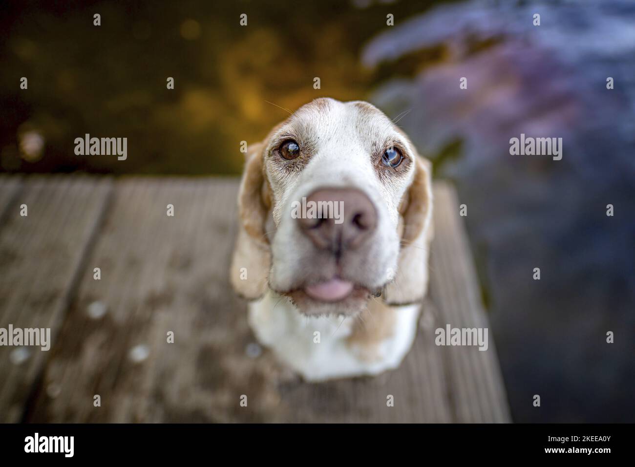 Sticking out from river bank hi-res stock photography and images - Alamy