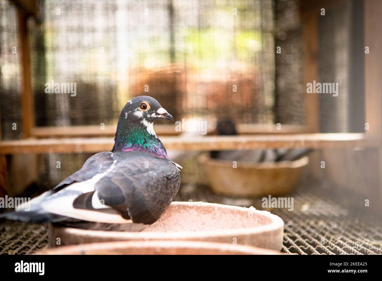 close up homing pigeon living in home loft Stock Photo - Alamy