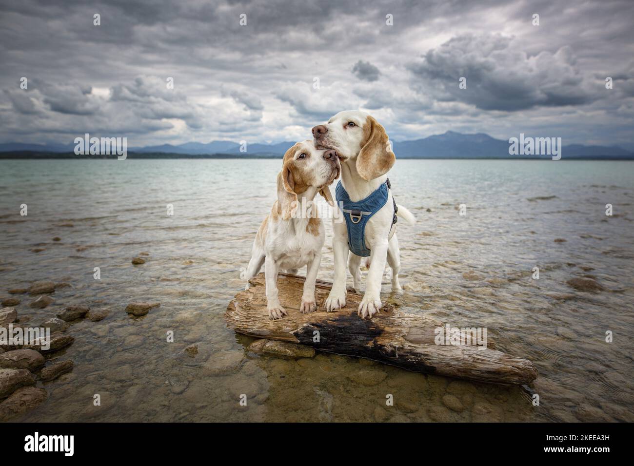 Beagle snuggle hi-res stock photography and images - Alamy