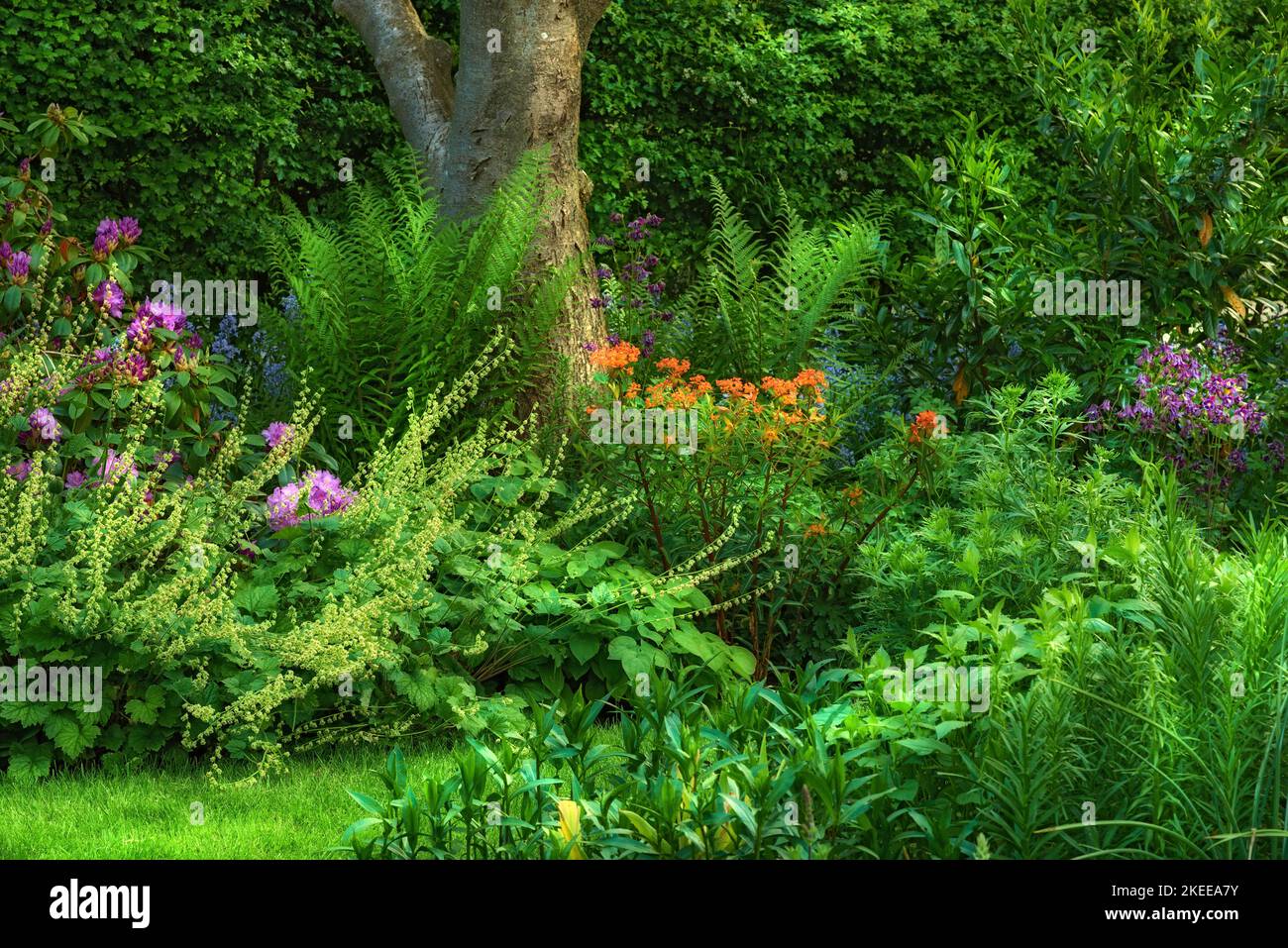 My beautiful garden in the month of June. My green, green garden ...