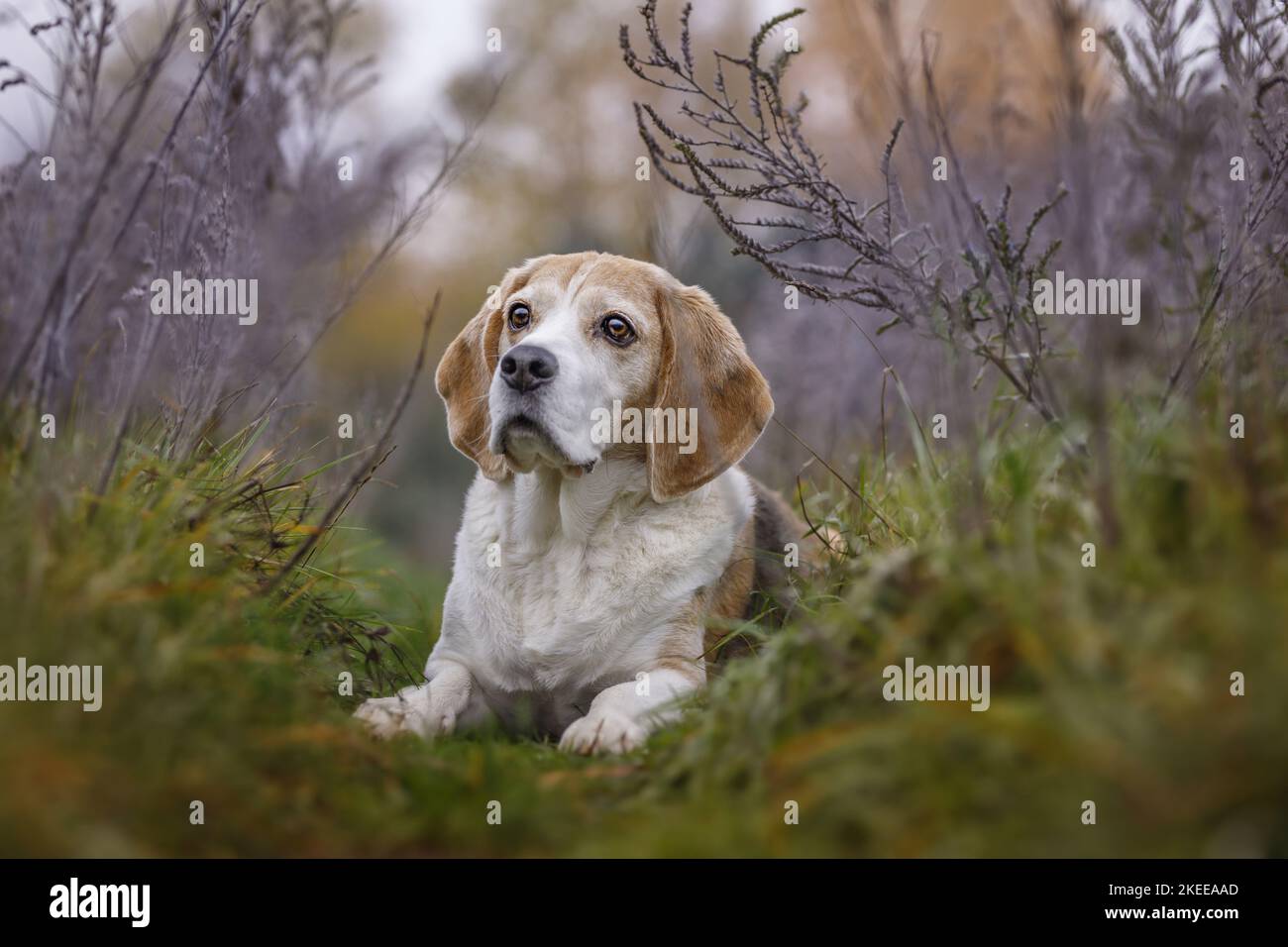 Floppy stems hi-res stock photography and images - Alamy