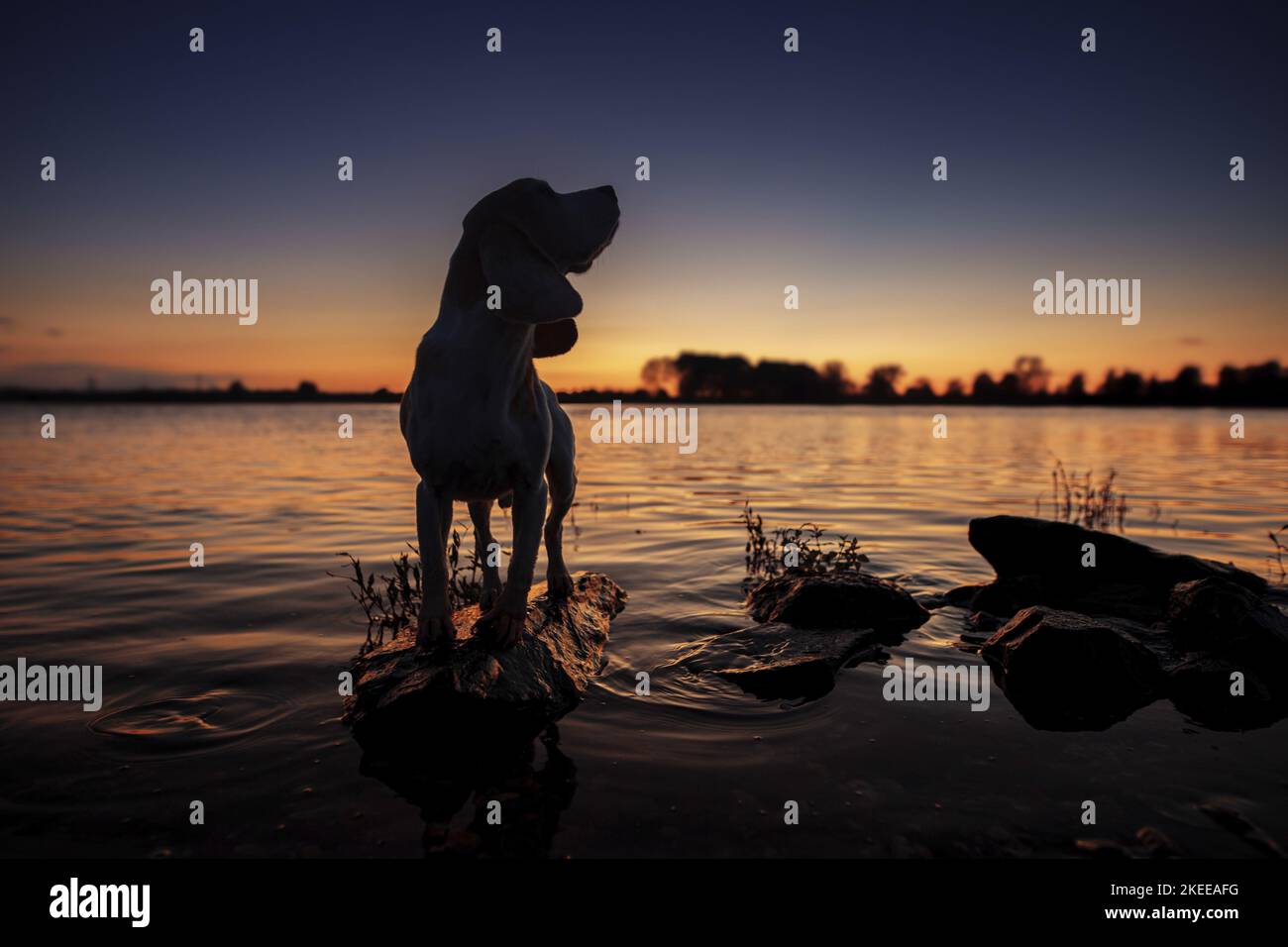 Beagle outline hi-res stock photography and images - Alamy