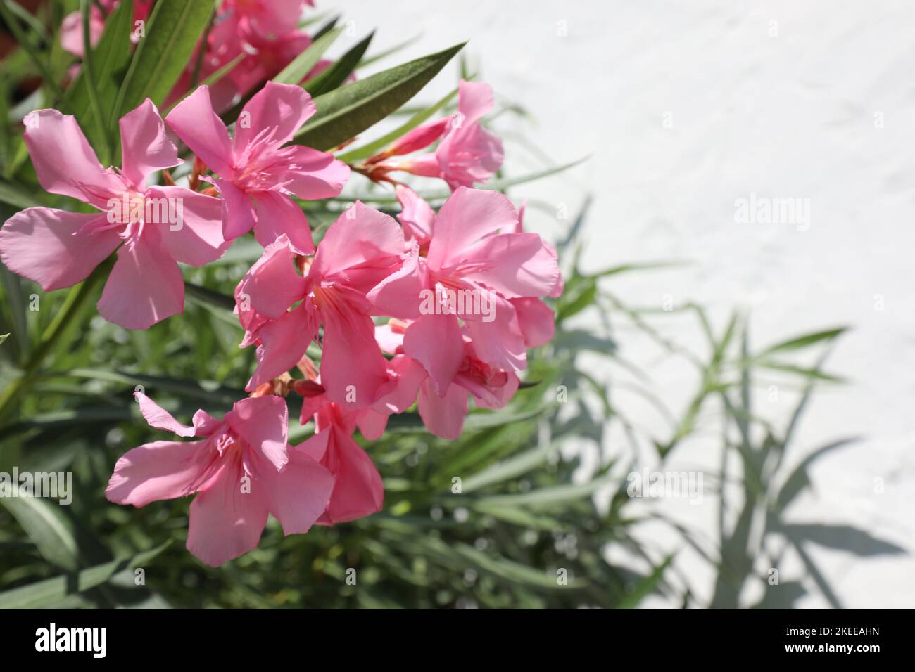 Oleander plant with pink flowers typical in summer Stock Photo - Alamy