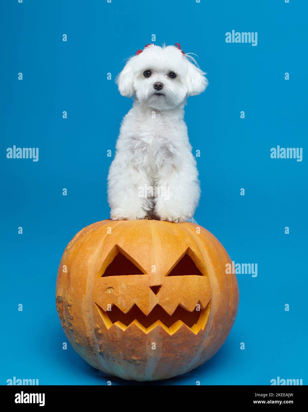 Jack lantern concept little hi-res stock photography and images - Alamy