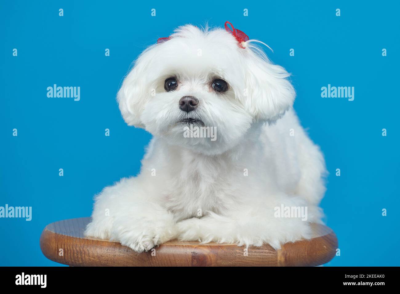 charming little Maltese lapdog. photo shoot in the studio on a blue ...