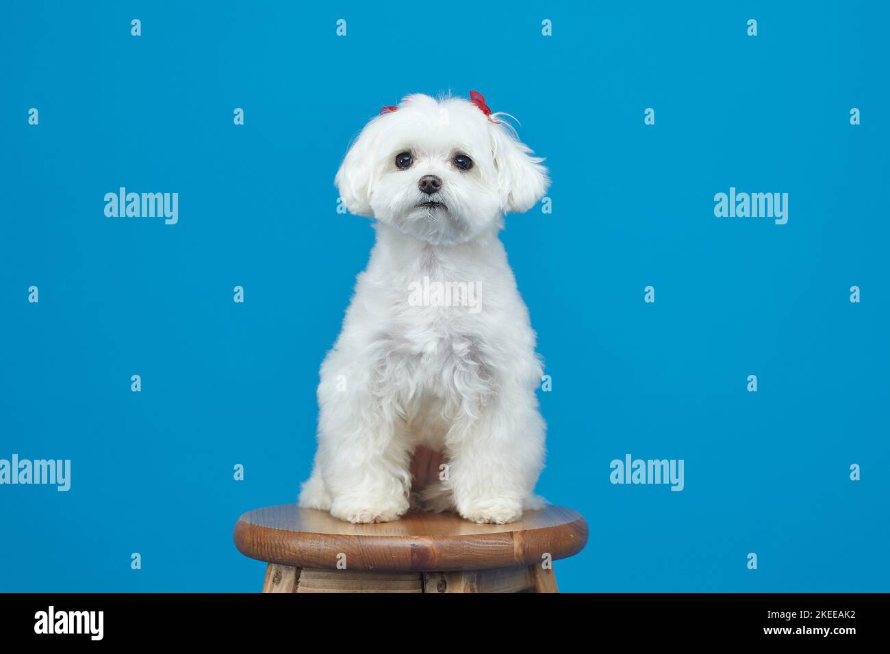 charming little Maltese lapdog. photo shoot in the studio on a blue ...