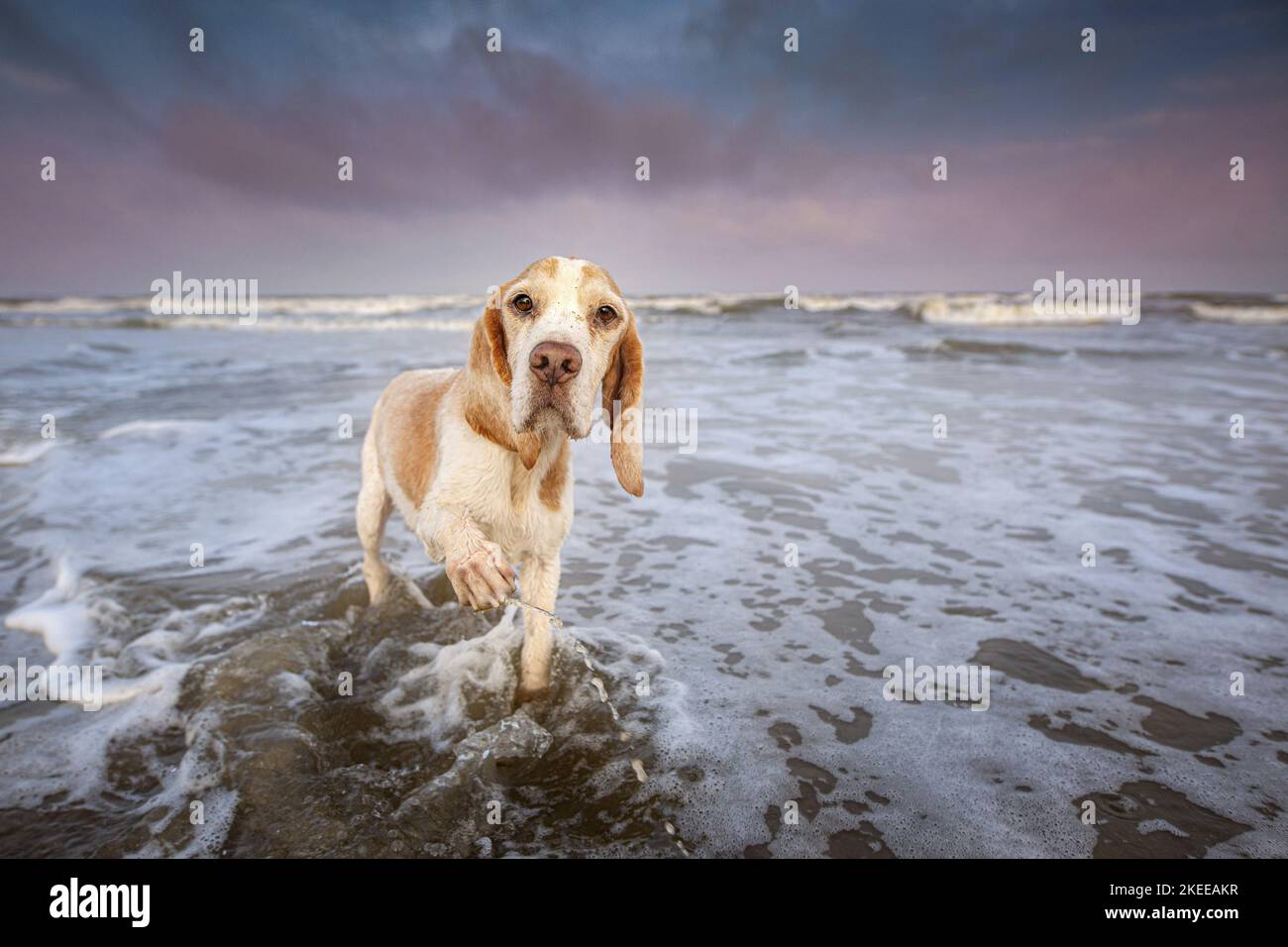 Beagle at the beach Stock Photo - Alamy