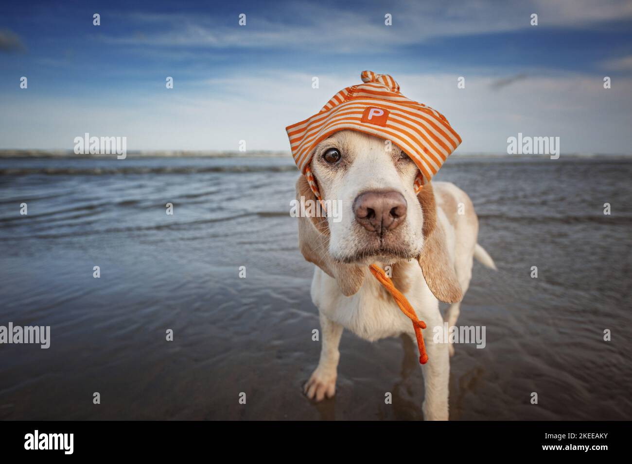 Beagle at the beach Stock Photo - Alamy
