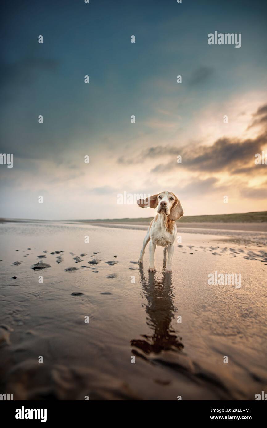 Beagle strand hi-res stock photography and images - Alamy