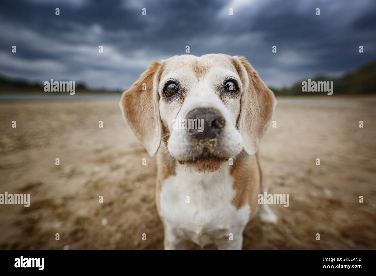 Beagle at the beach Stock Photo - Alamy