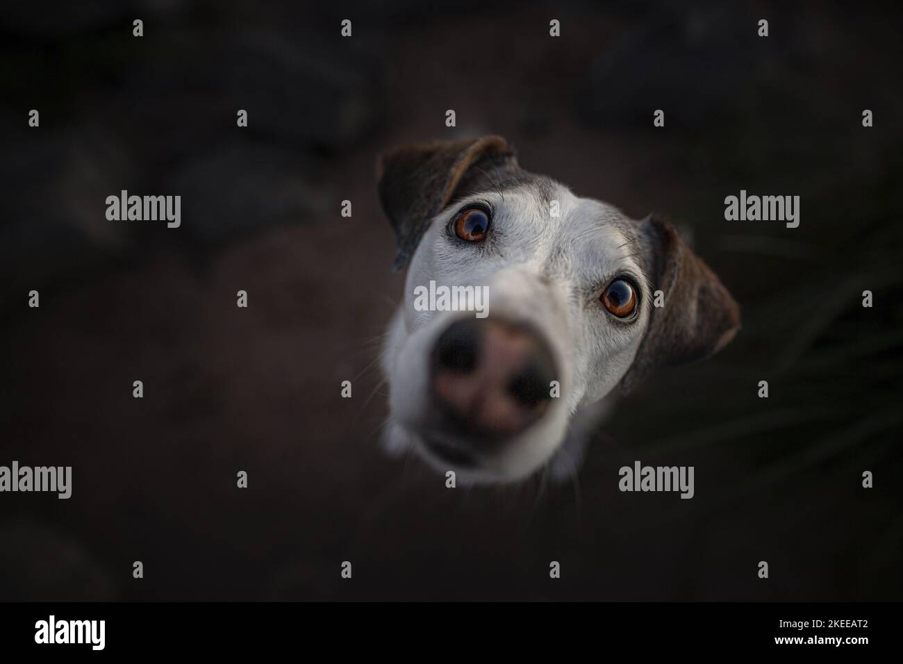 Mongrel dog looks camera hi-res stock photography and images - Alamy