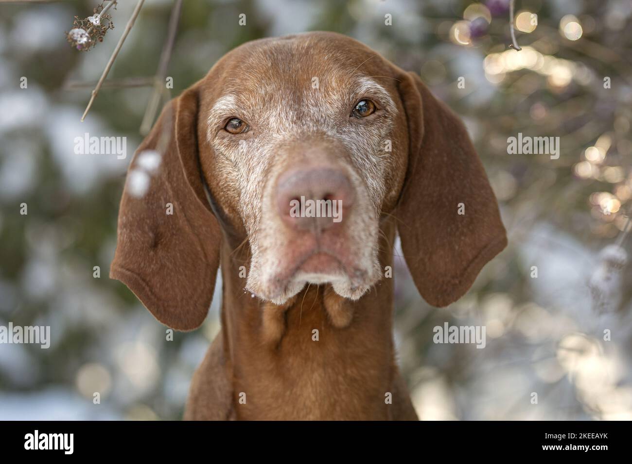 Magyar Vizsla portrait Stock Photo - Alamy