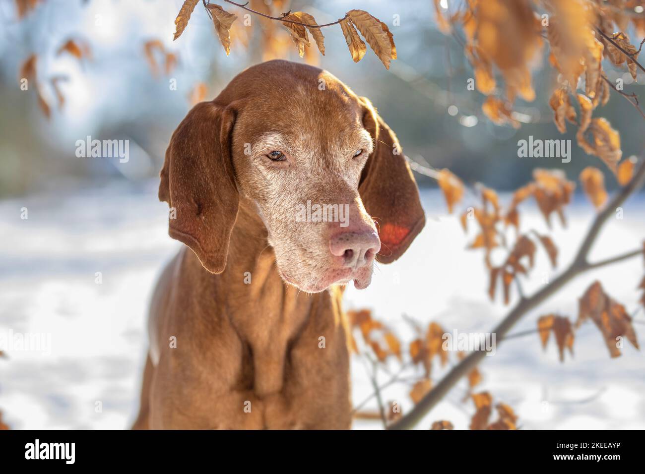 Magyar Vizsla portrait Stock Photo - Alamy