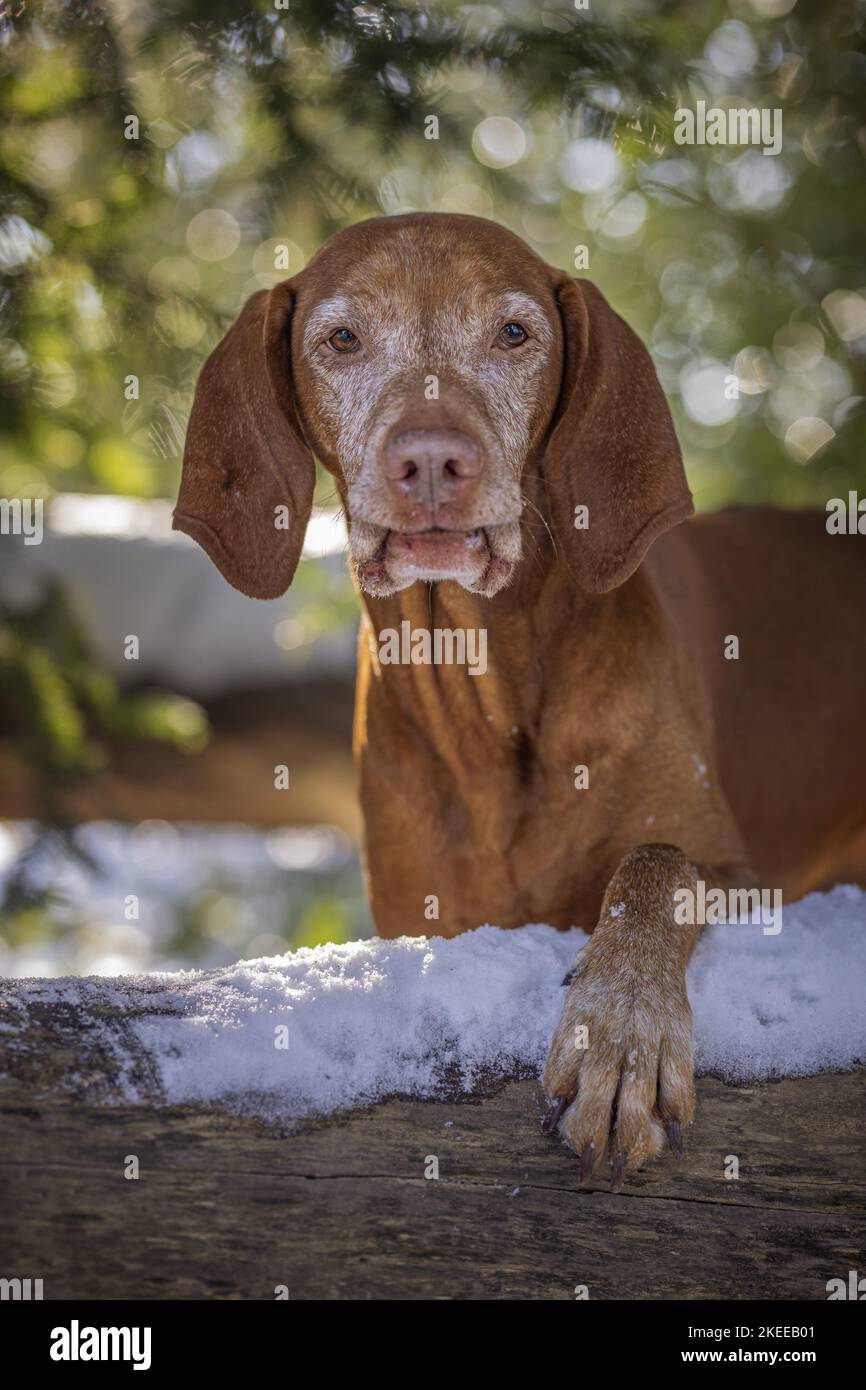 Elderly magyar vizsla hi-res stock photography and images - Alamy