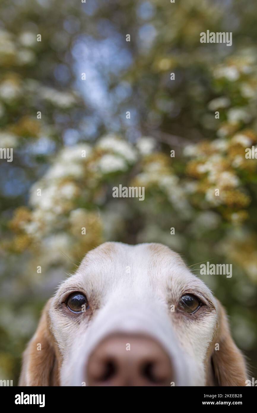 Beagle face hi-res stock photography and images - Alamy