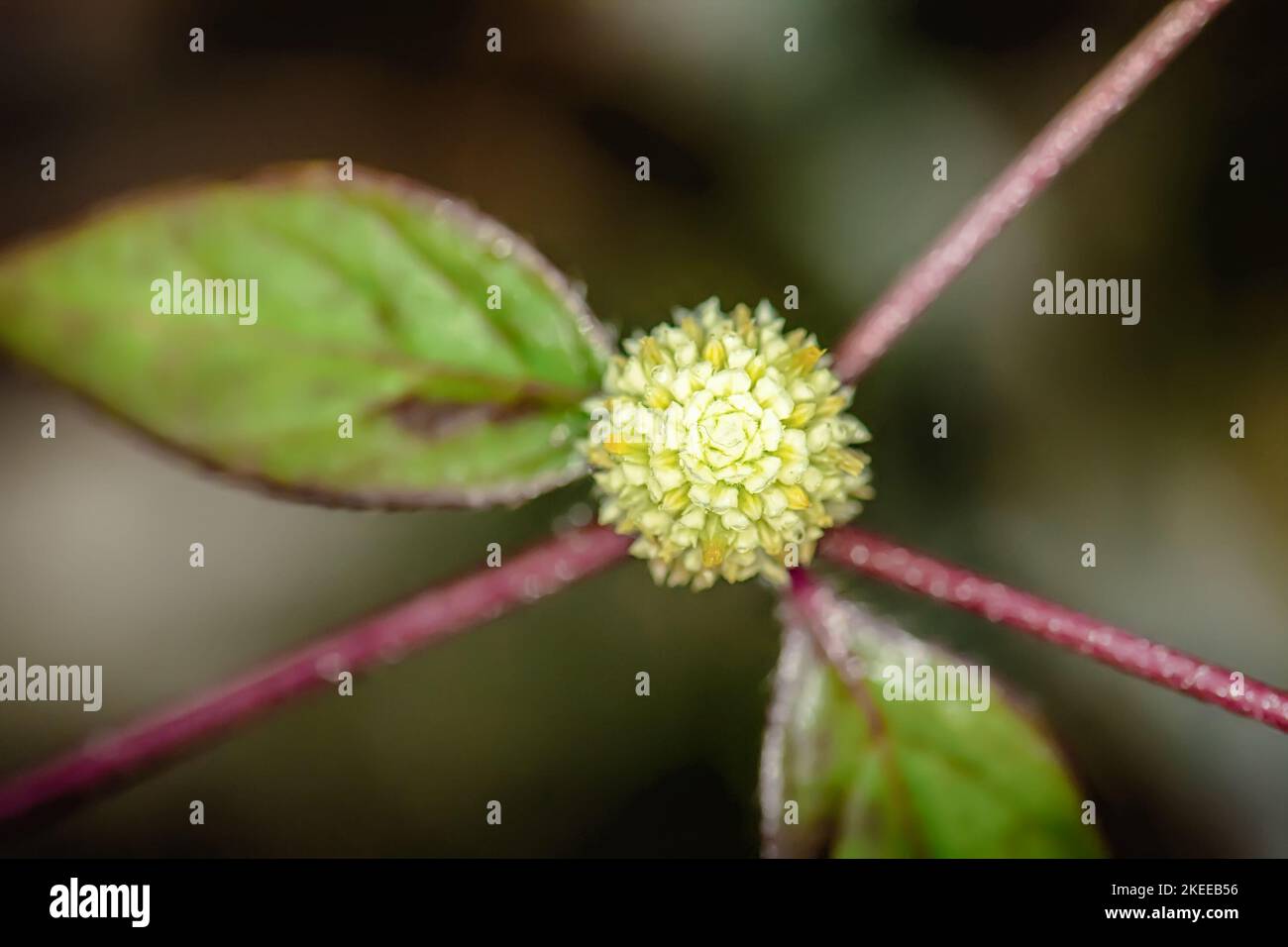 A closeup of edgeworthia chrysantha flower Stock Photo - Alamy
