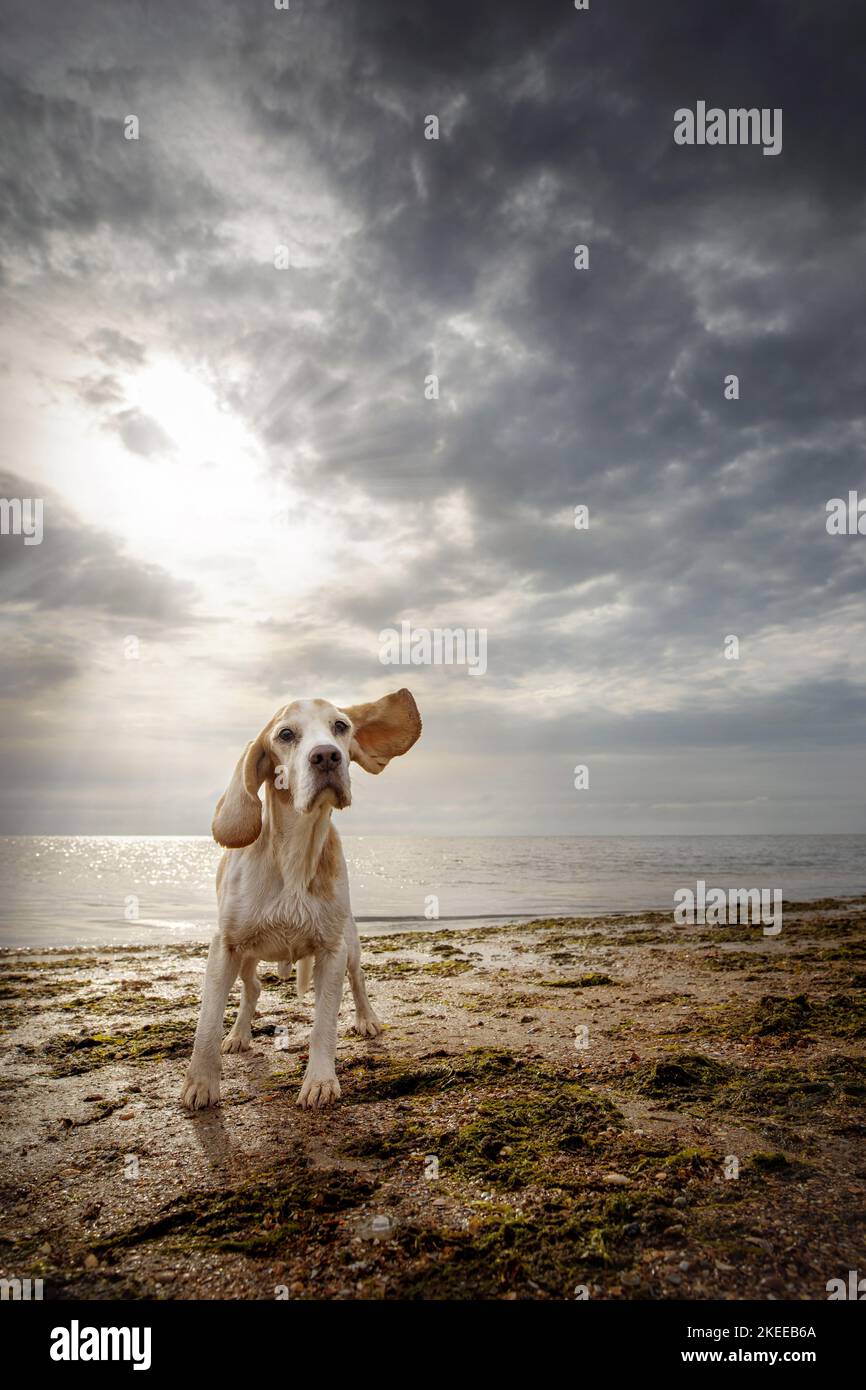 Beagle bank hi-res stock photography and images - Alamy