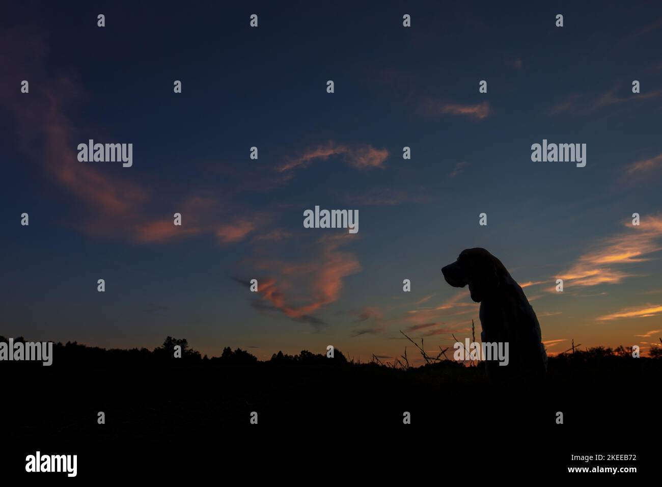 Beagle outline hi-res stock photography and images - Alamy