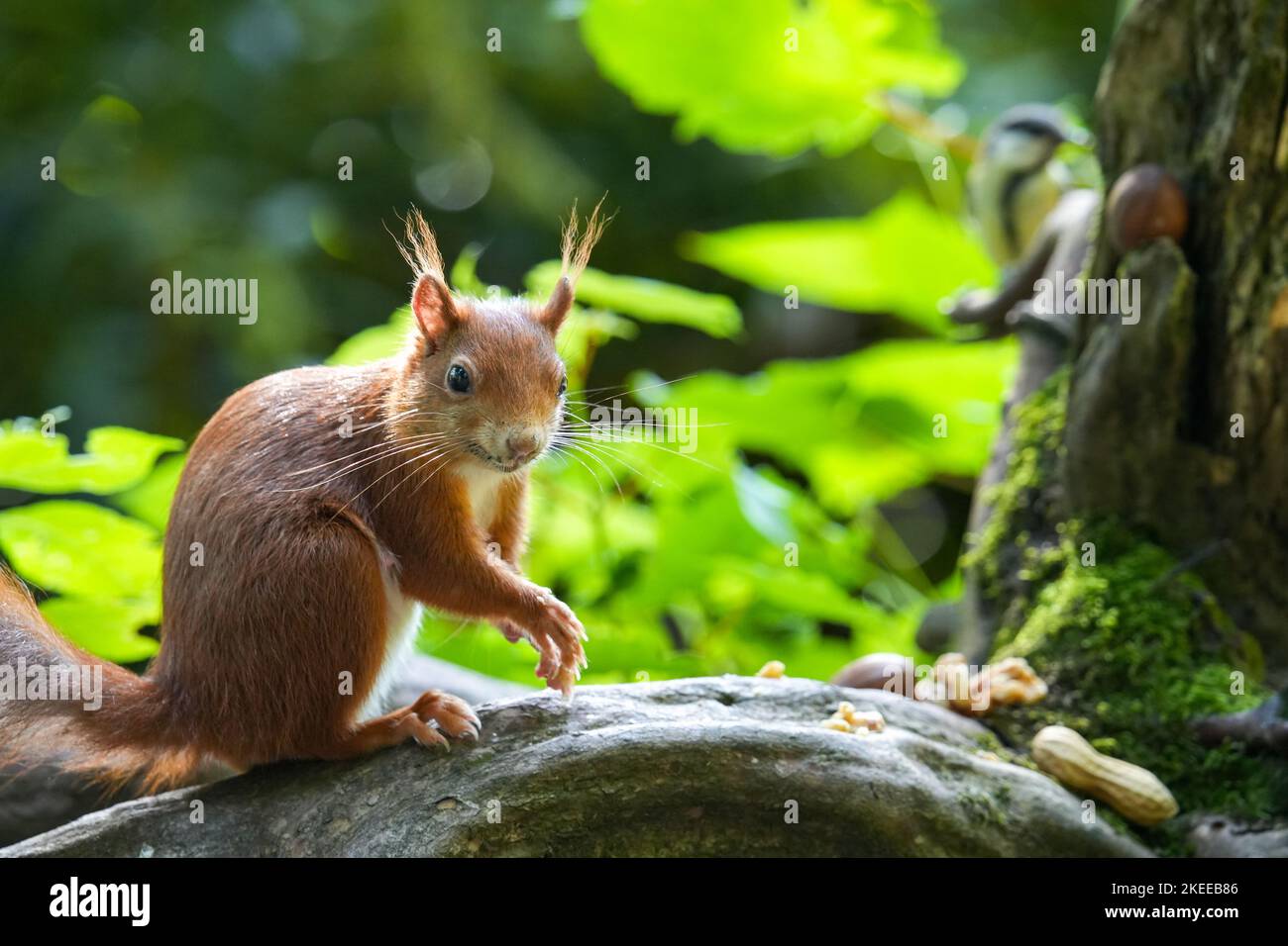 A cute red squirrel on the tree branch in the forest Stock Photo - Alamy