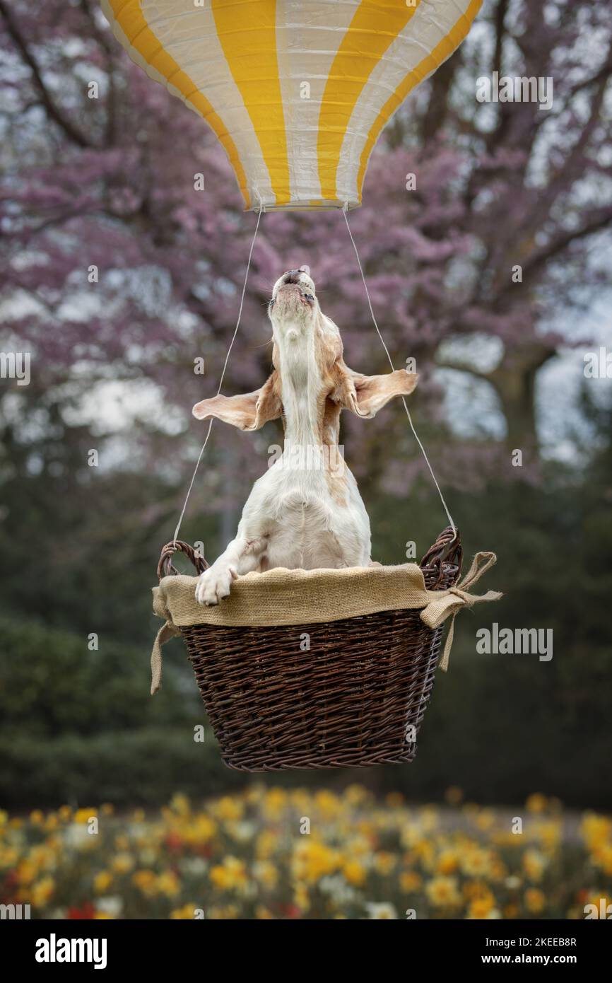 Funny beagle dog looks hi-res stock photography and images - Alamy