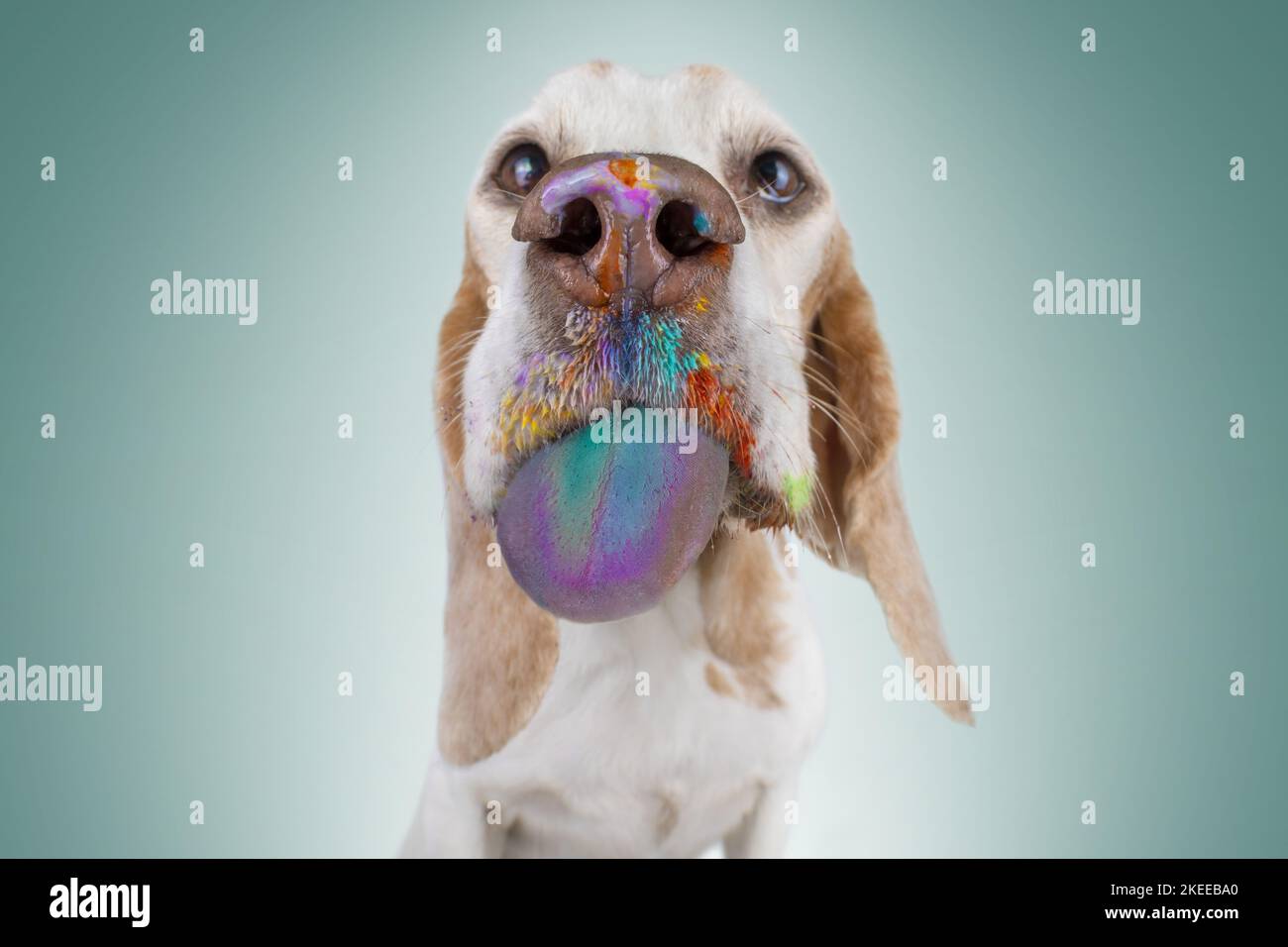 Beagle colors hi-res stock photography and images - Alamy
