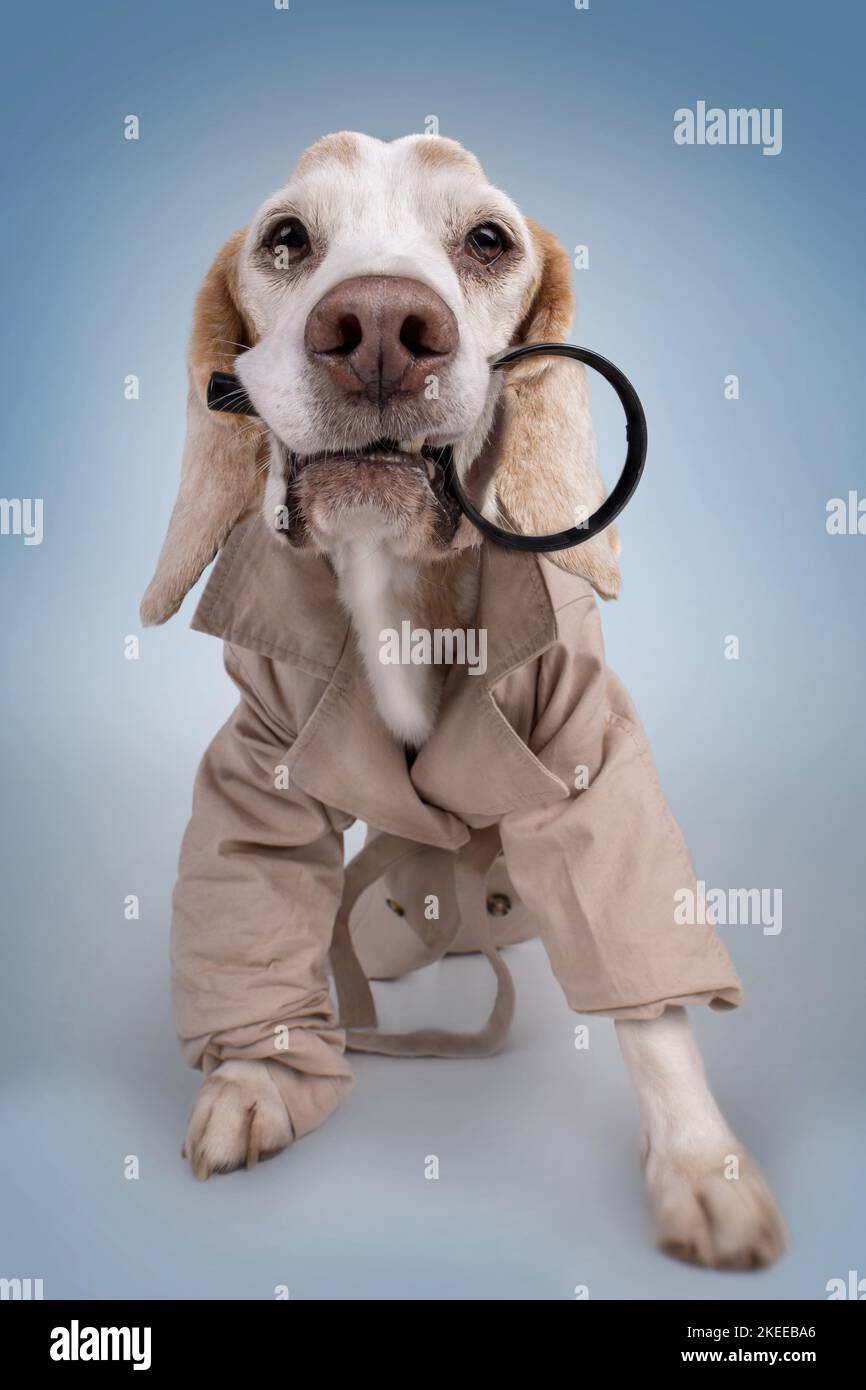 Beagle dog detective hi-res stock photography and images - Alamy