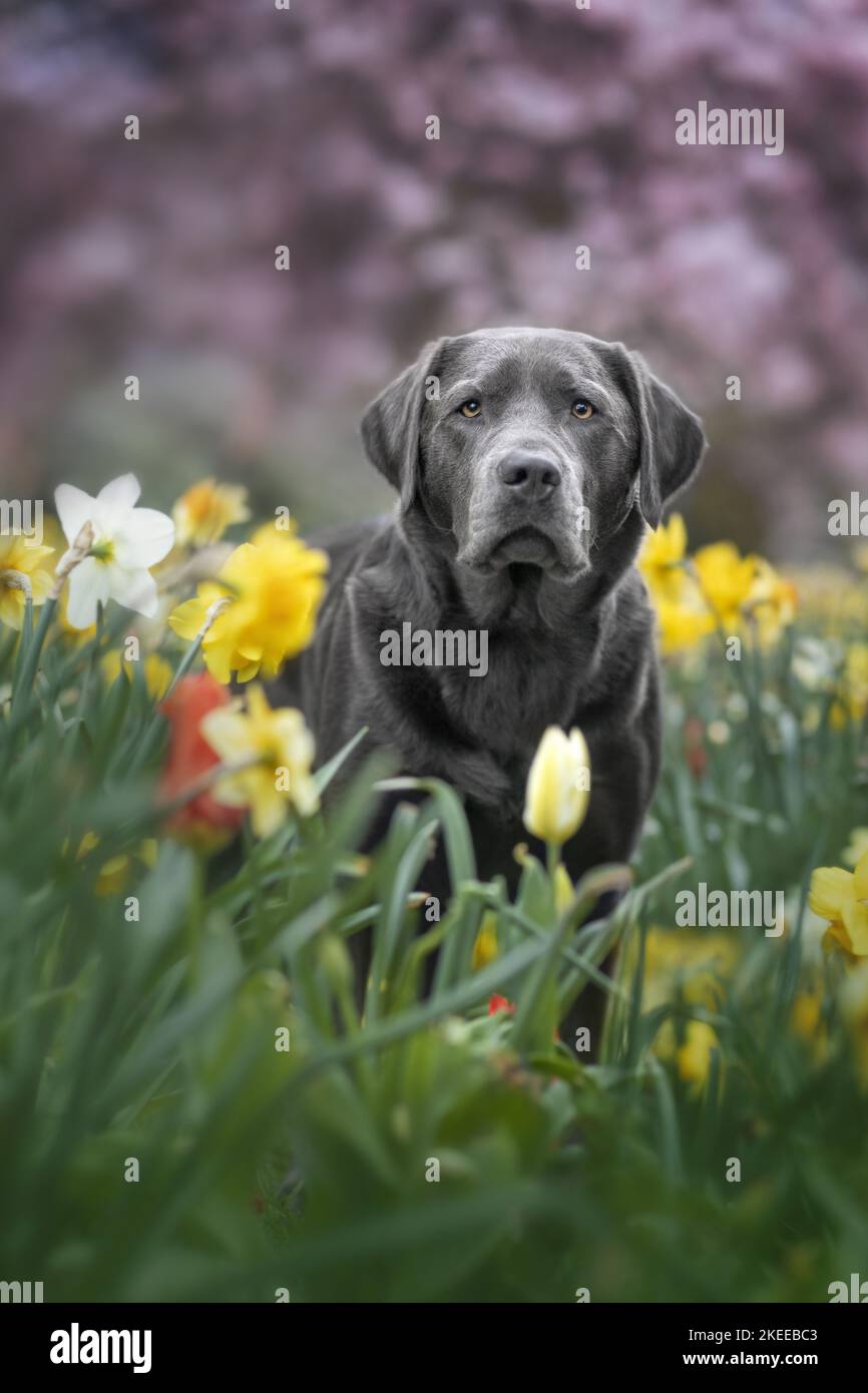Charcoal labrador hi-res stock photography and images - Alamy