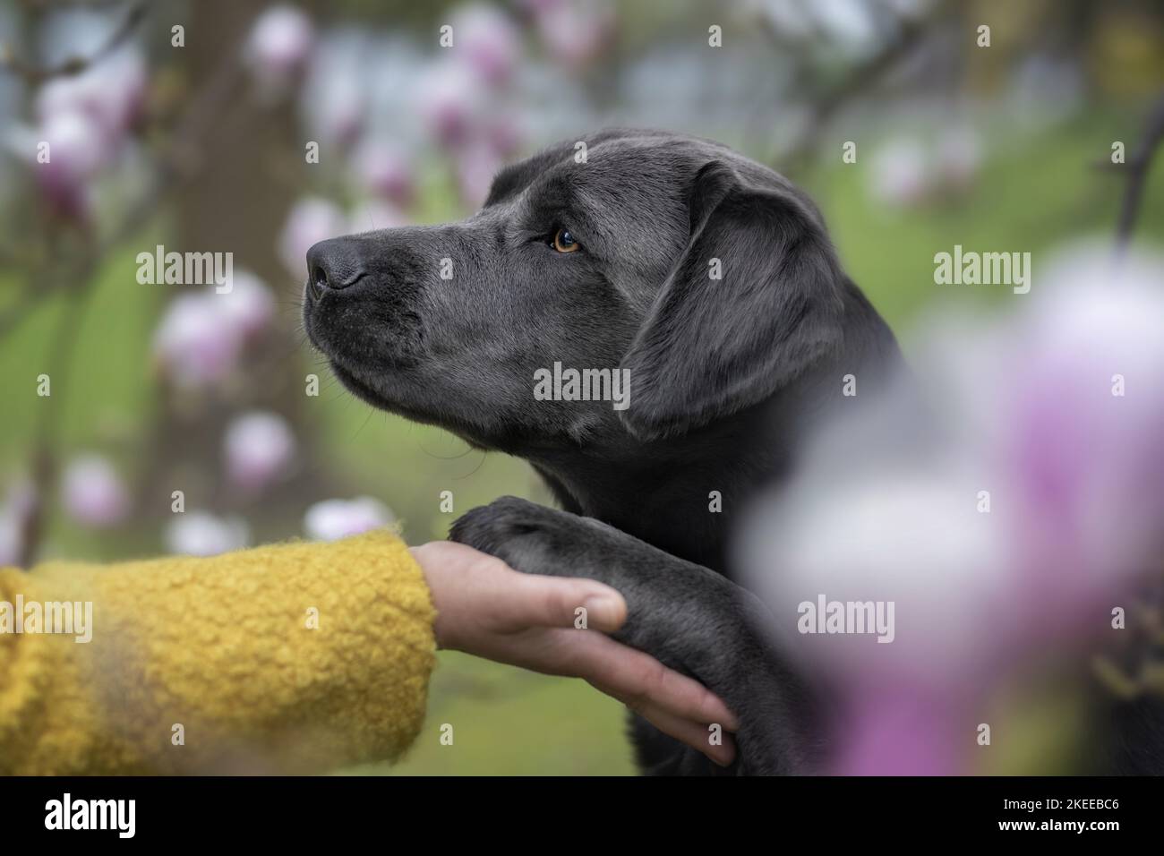 Labrador Retriever gives paw Stock Photo - Alamy