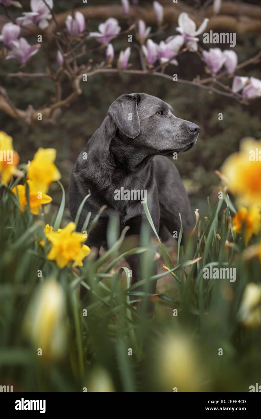 Charcoal labrador hi-res stock photography and images - Alamy
