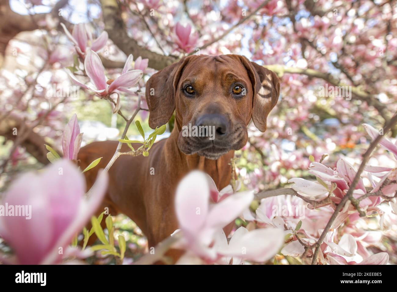 Rhodesian Ridgeback Portrait Stock Photo - Alamy