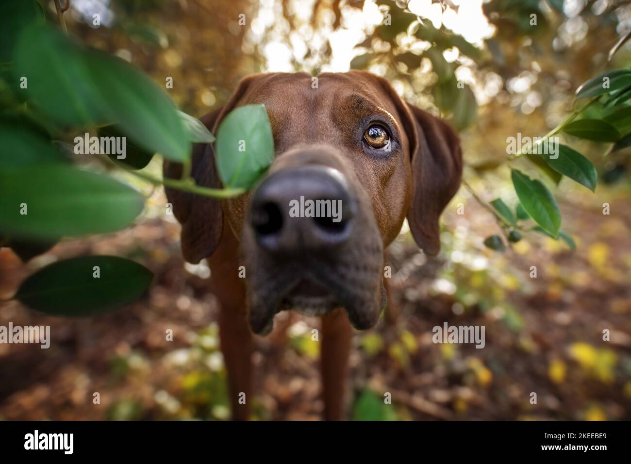 Rhodesian Ridgeback Portrait Stock Photo - Alamy