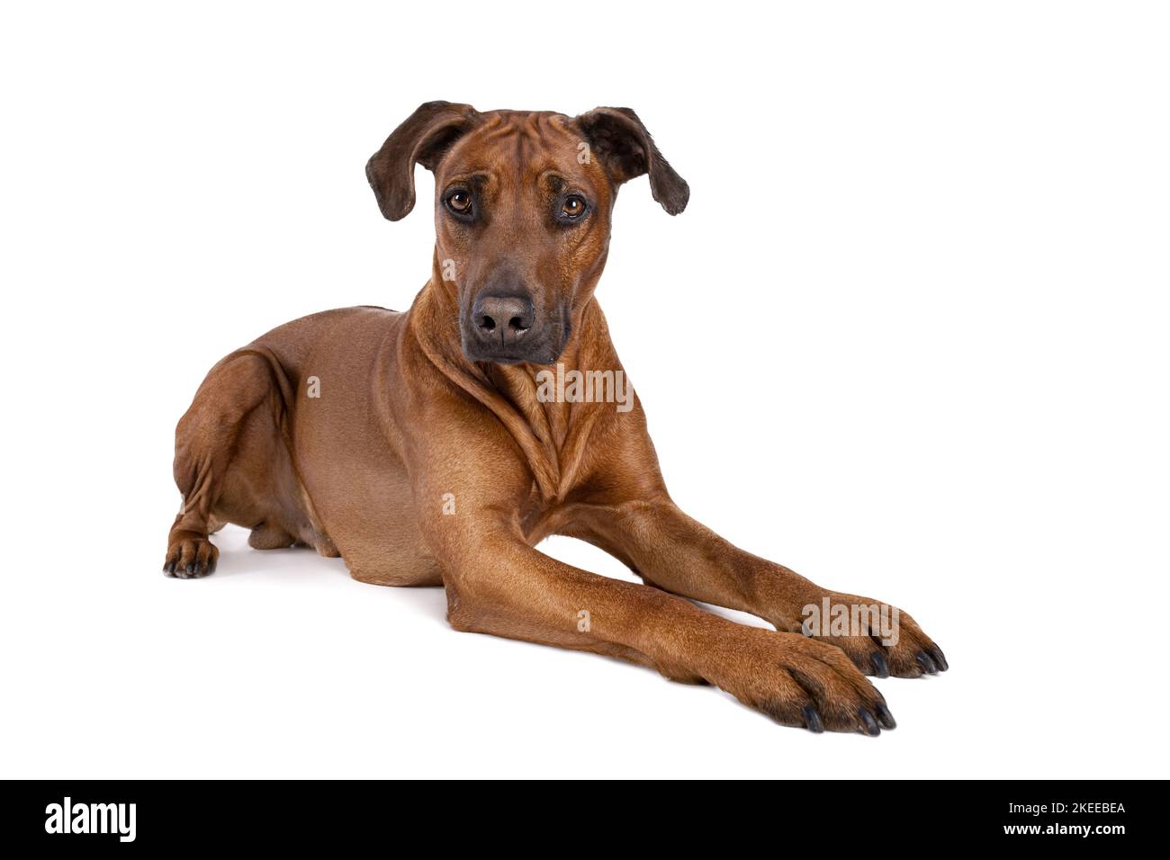 lying Rhodesian Ridgeback Stock Photo - Alamy